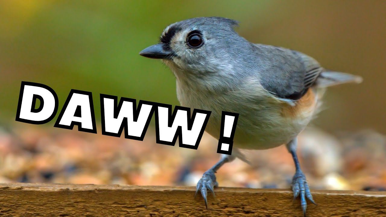 10 Birds That Will Make You Go Daww | North America - YouTube