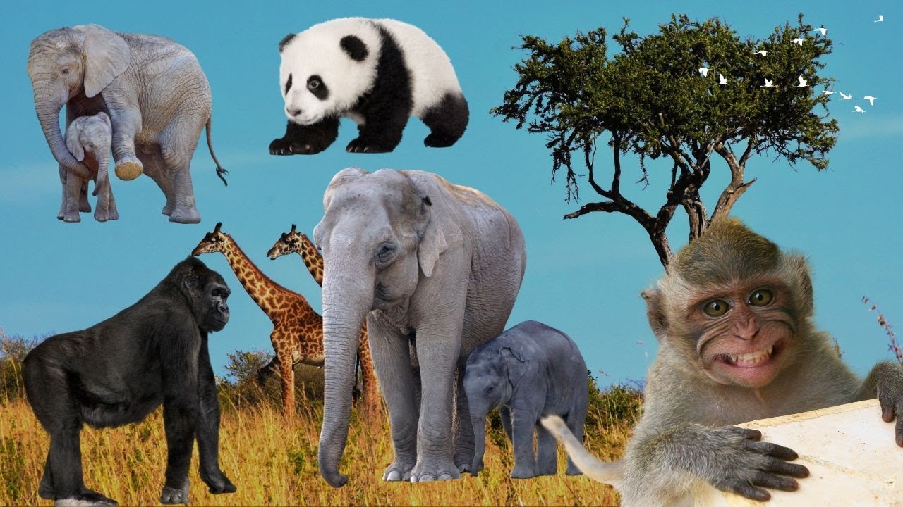 Includes Elephant, Gorilla, Monkey, Panda and their different sounds ...