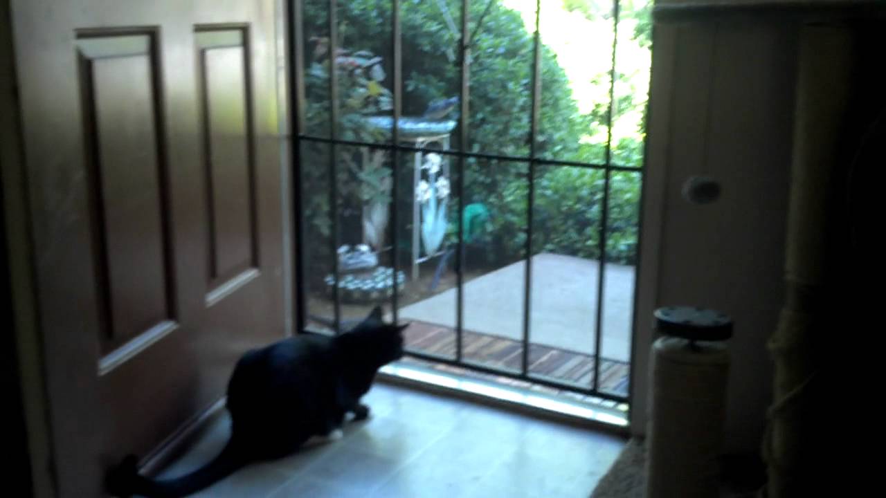 Blue jay bird taunting my cat - YouTube