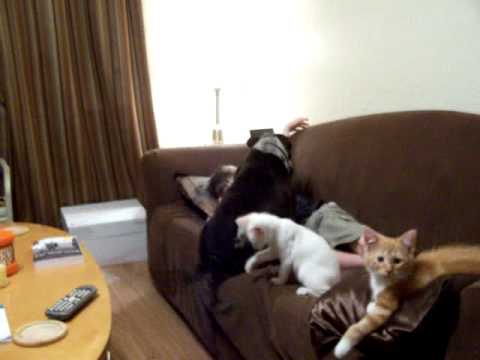 Cat scratches dog back - YouTube