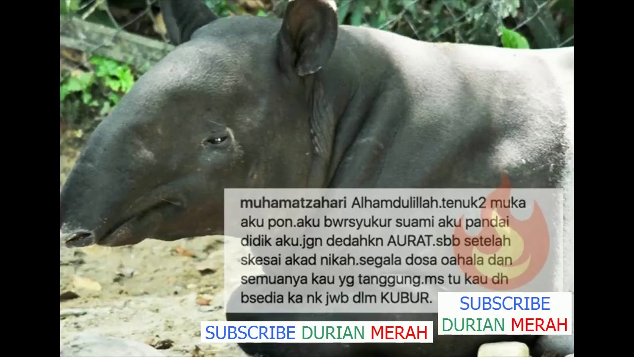 ‘Muka Dah Macam Tenuk!’ Ini Respon Paling ‘Win’ Nedim Nora Danish Buat ...