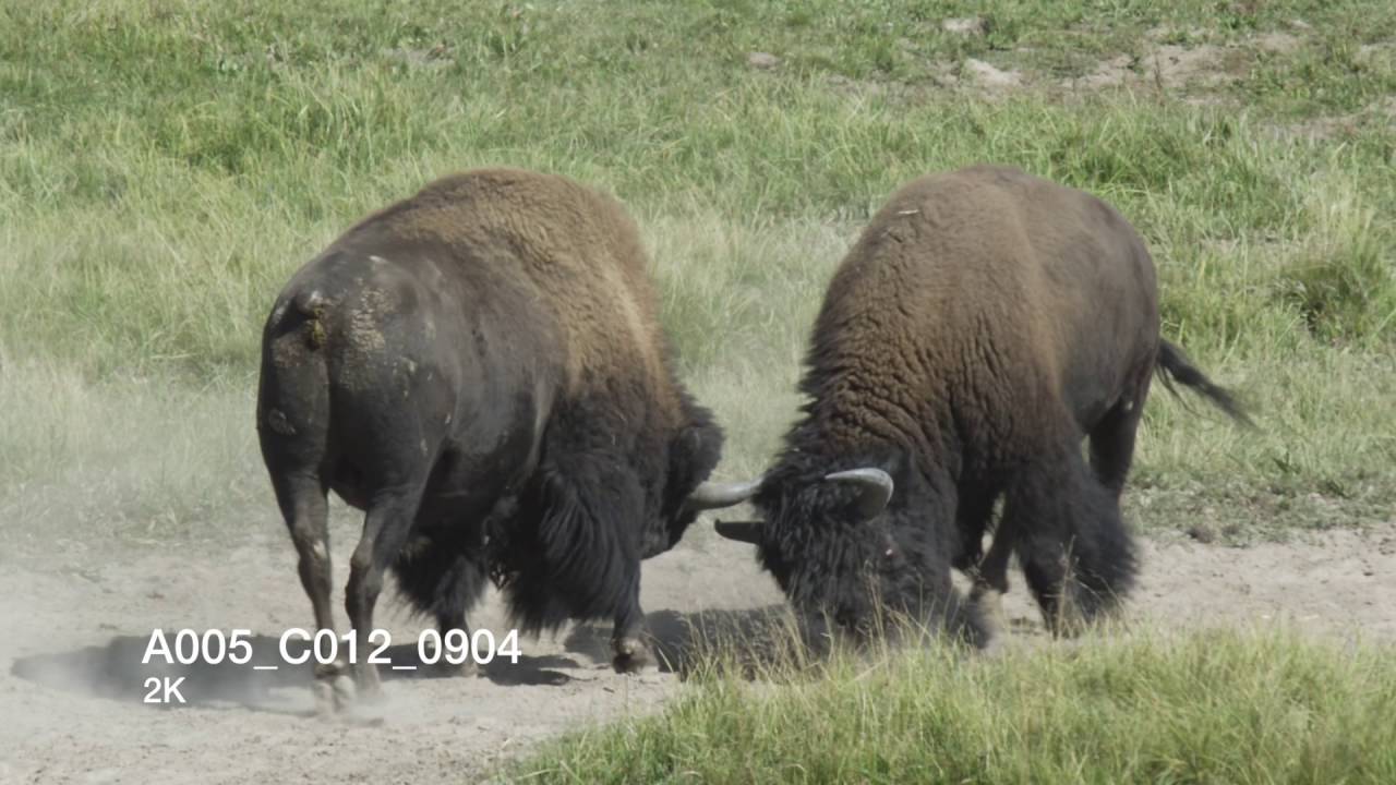 Bison Fighting During the Rut - YouTube