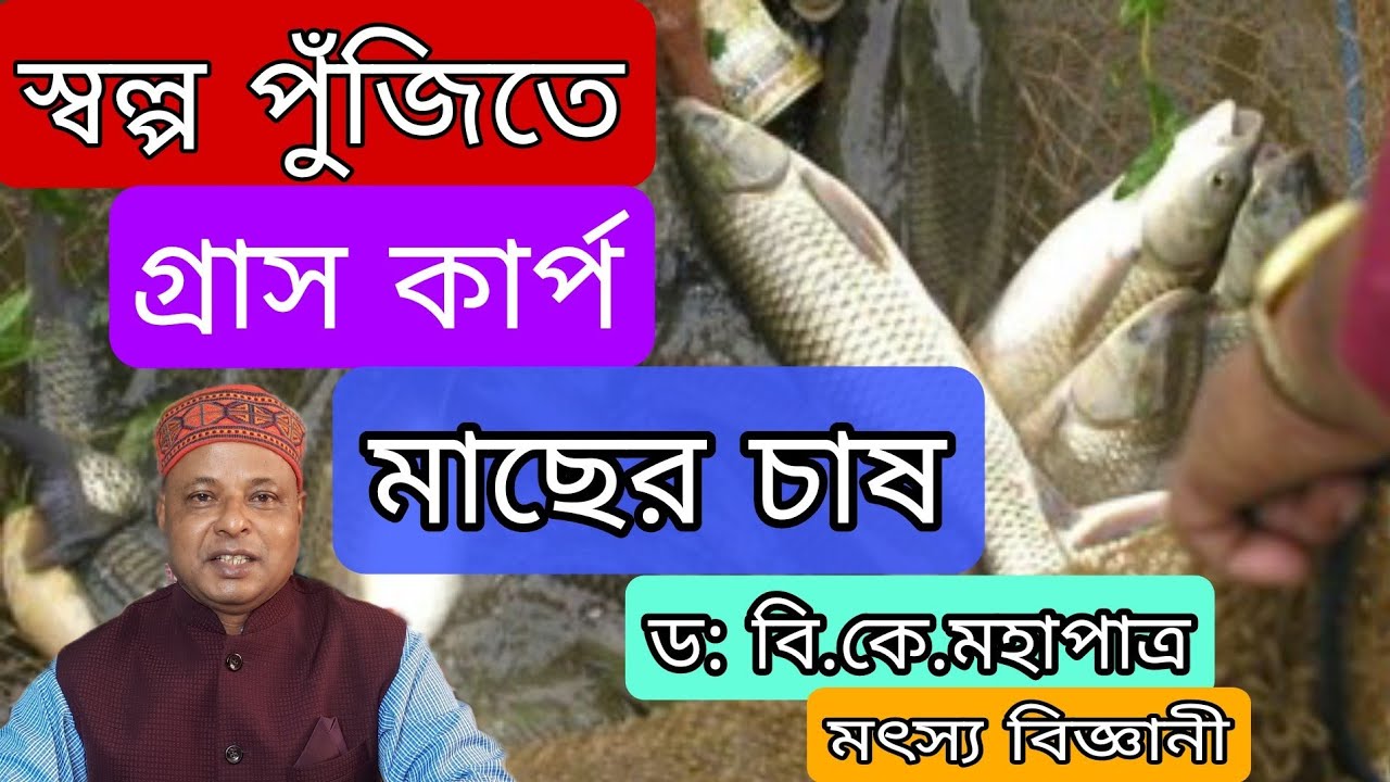 Grass Carp Fish Farming #low investment # green grass #aquatic ...