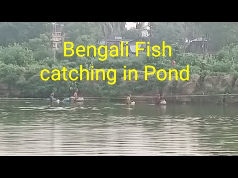 Bengali Fish catching in Pond🐟 | Fish Video | Big net Fishing |মাছের ...