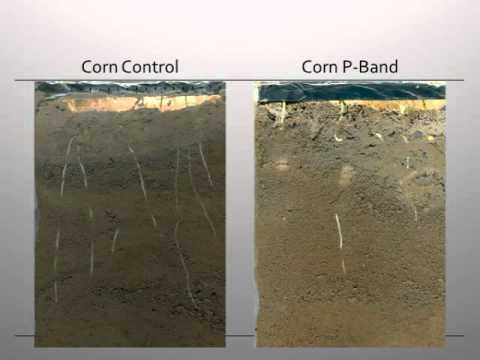 Root Growth Corn with Phosphorus Fertilizer Band - YouTube