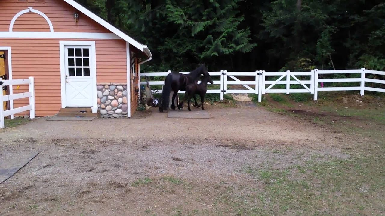 Sofie, Friesian filly - YouTube