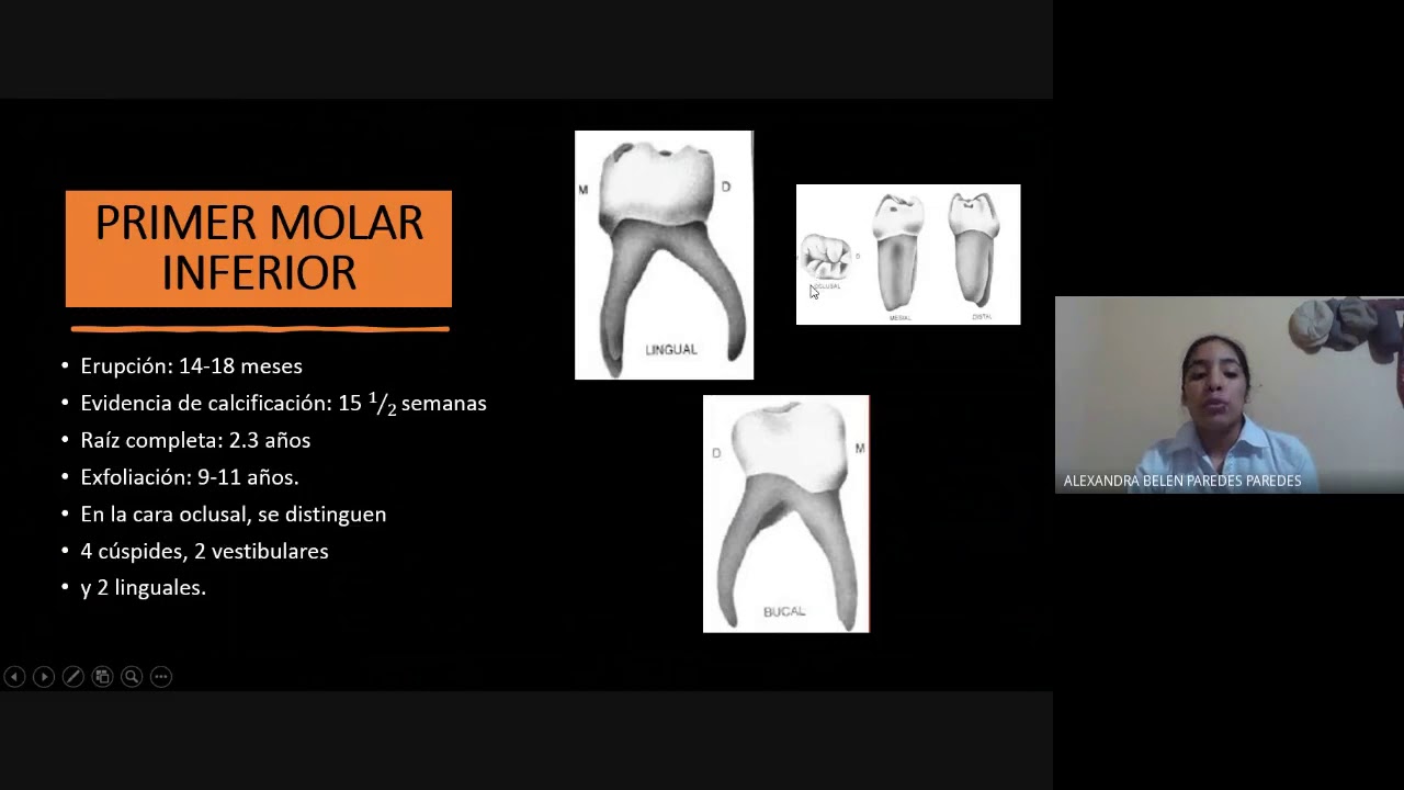 Primeros Molares Deciduos Superior e Inferior - YouTube