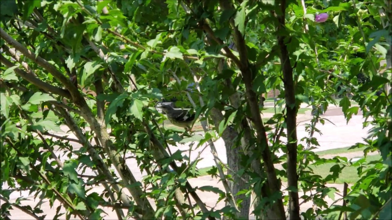 Juvenile mockingbird shriek! | Mocking bird versus cat aggro motive ...