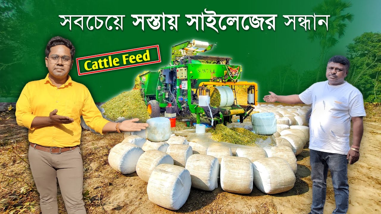 সবচেয়ে সস্তায় সাইলেজ | গরুর ফিড । How to make Corn Silage | Goat feed | Cattle Feed | Silage ...