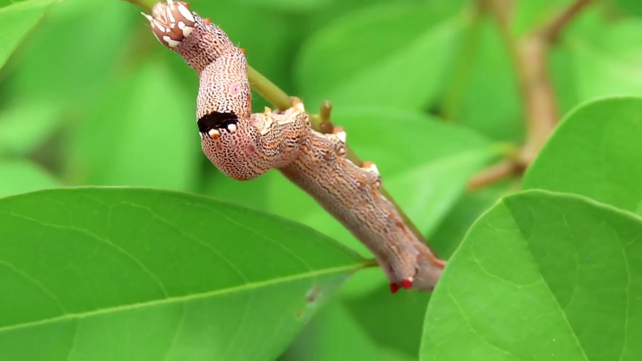 Awesome worm on planet | ដង្កូវបាក់ខ្នង - YouTube