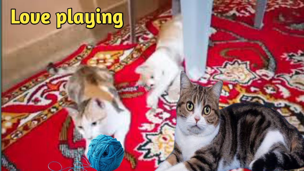 Funny Cats Playing with Yarn || Giana teddy kittens || 2 Cute Kittens ...