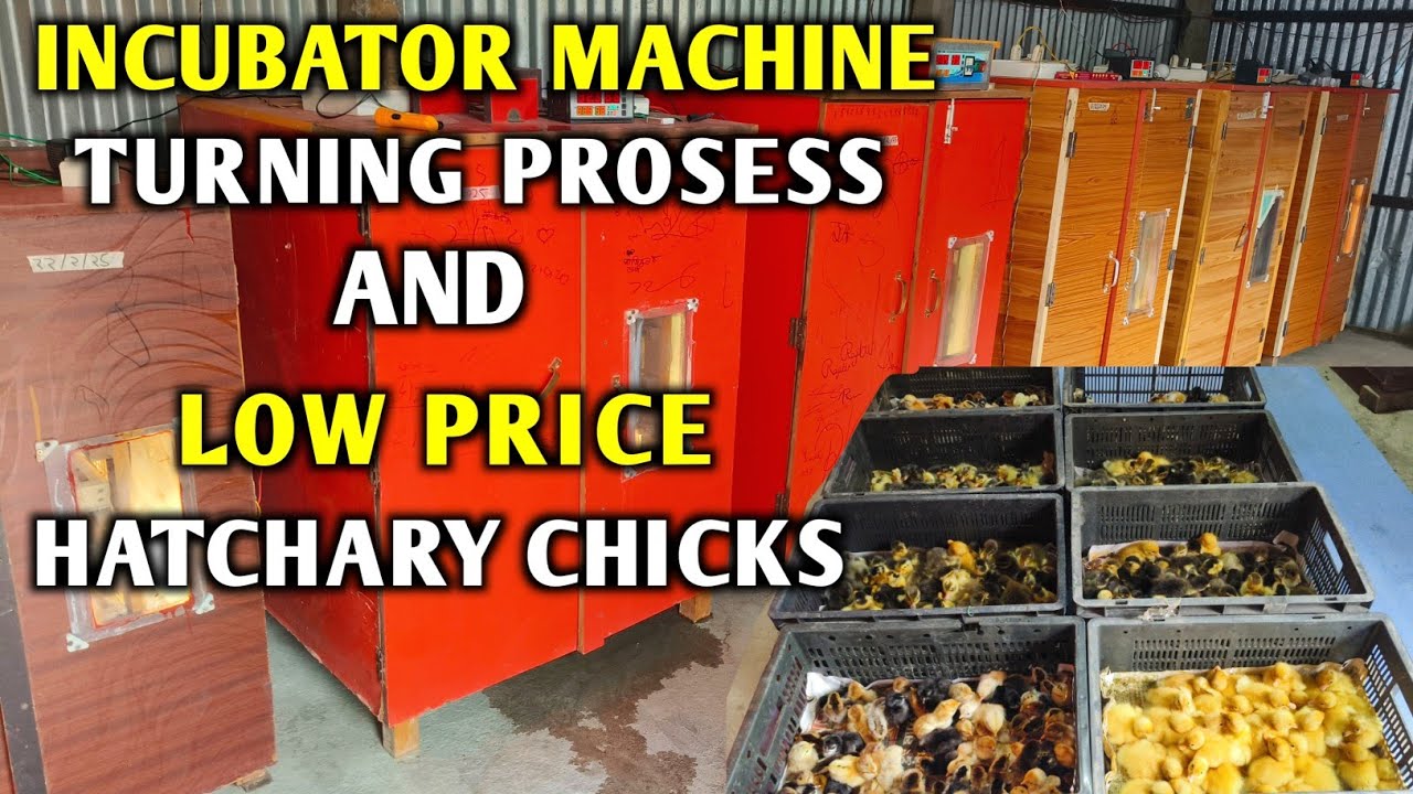 Incubator Machine egg turning prosess | Incubator Machine Hatching ...