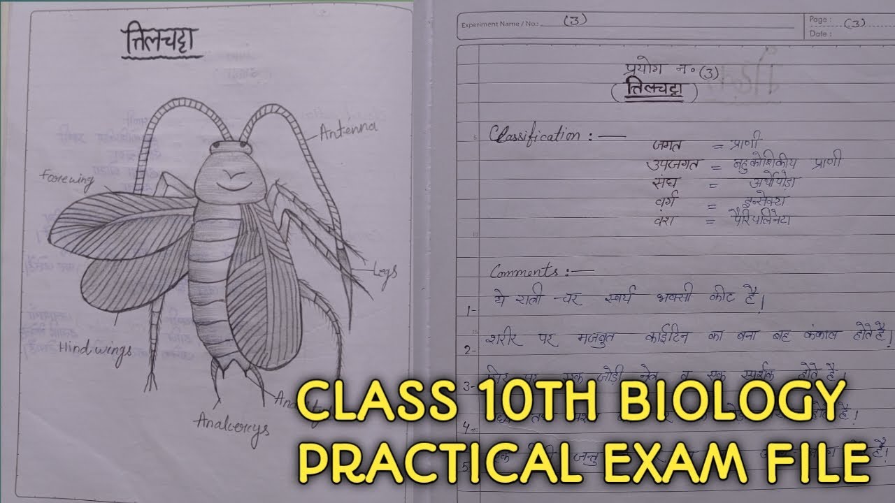 Up Board Class 10th Biology Practical Exam file 2025 📚 Class 10th ...