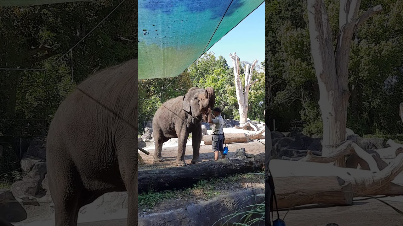 Elephant at Auckland Zoo #auckland #newzealand - YouTube