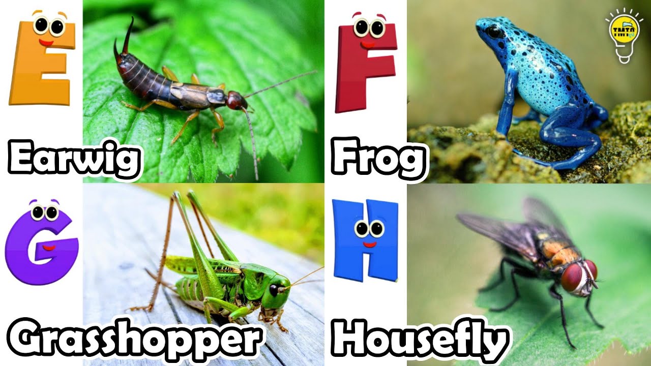 Abc Insect Song | A to Z Insects Song | Insects Alphabet song | Phonics ...
