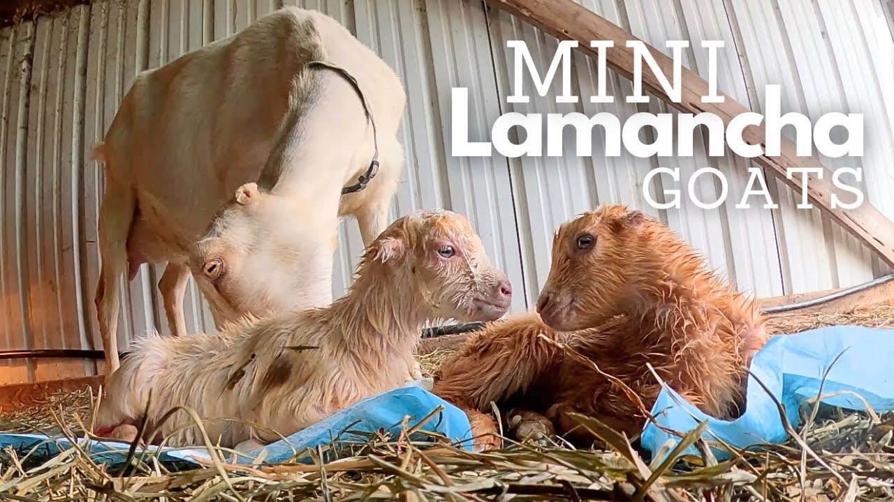 Earless Goat Perfectly Air Drops Twins! (More Keepers) | Goat Birth ...