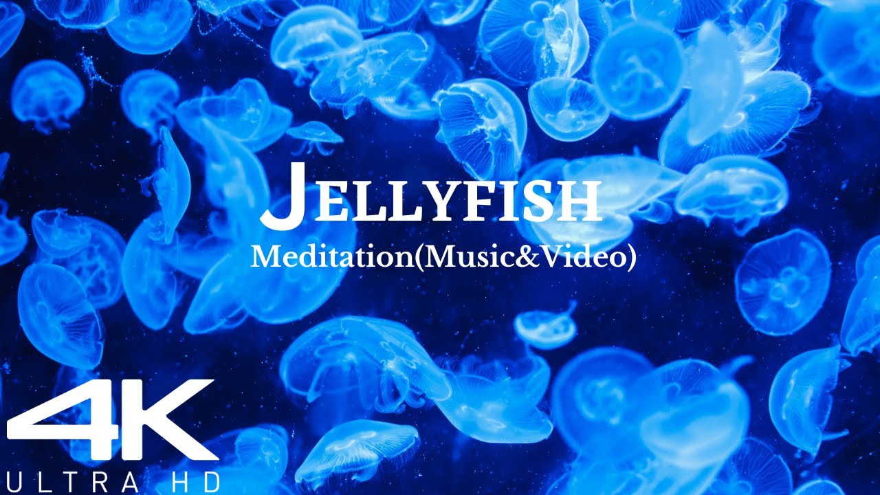 JellyFish 4K: The newest video camera that can shoot in stunning 4k ...