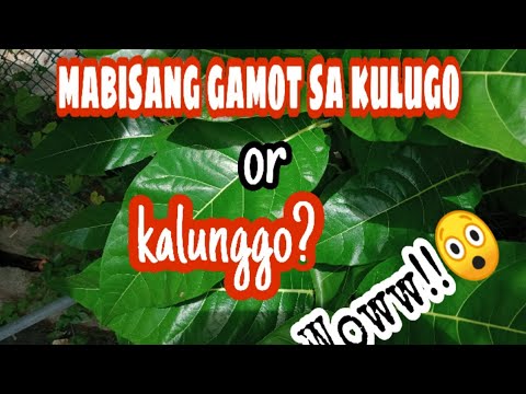 Mabisang gamot sa kulugo/kalonggo..(labnog/ficus septica).panoorin nyo ...