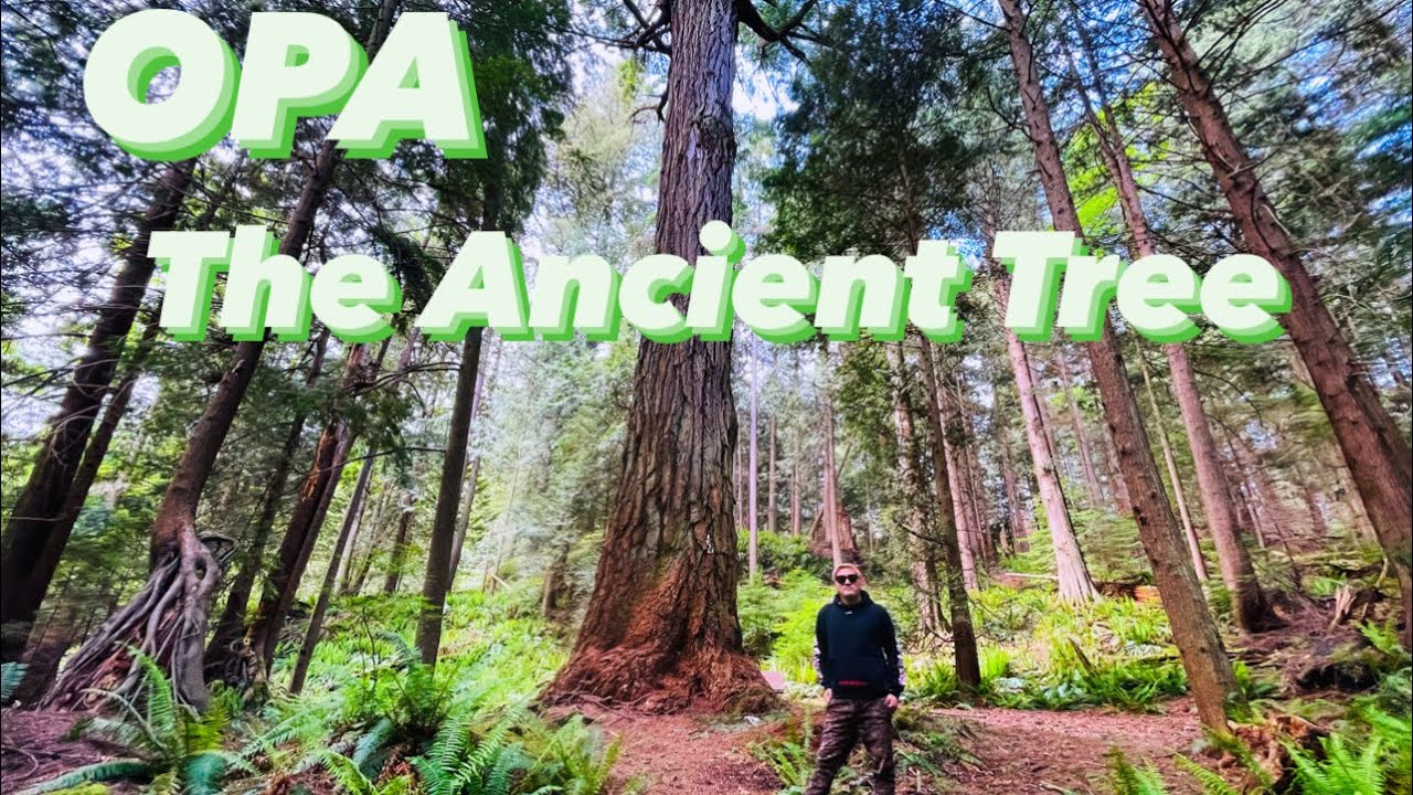 OPA - THE ANCIENT TREE 🌴( 1000 Years Old ) | Bowen Island, Canada 🇨🇦 ...