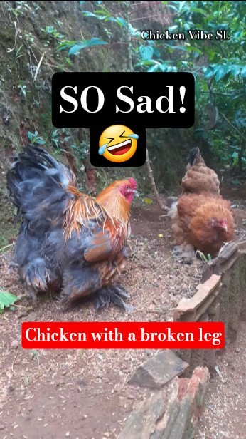 "SO Sad..!..... Chicken with a broken leg " 😂🤣🐓 #chicken #farmlife # ...