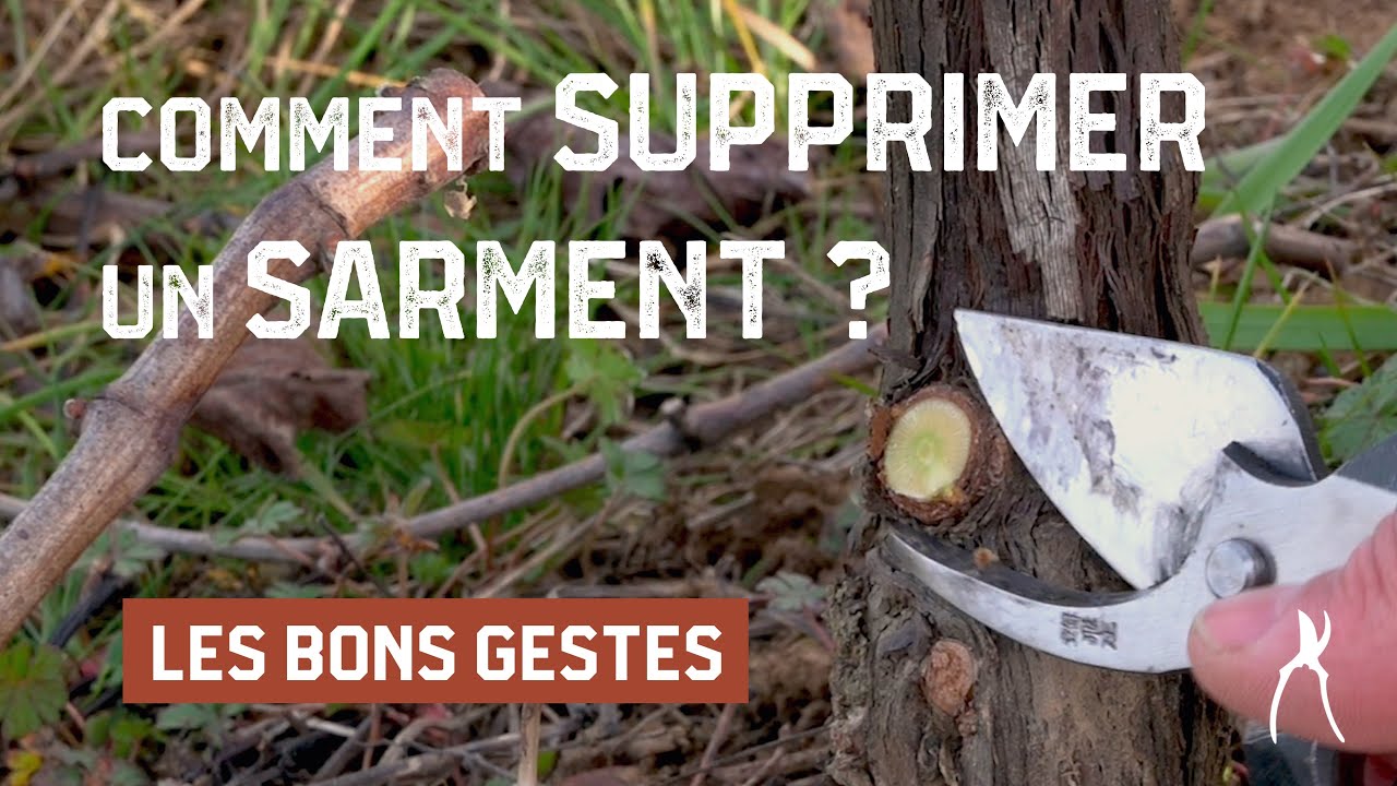 Comment supprimer un sarment de vigne à la taille ? - Taille de la ...