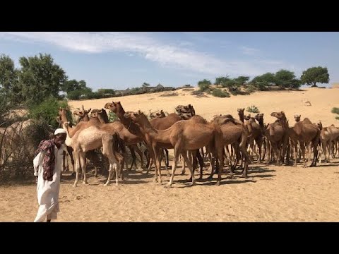 Camel flock rushing towards water pond in desert|thirsty camels in ...
