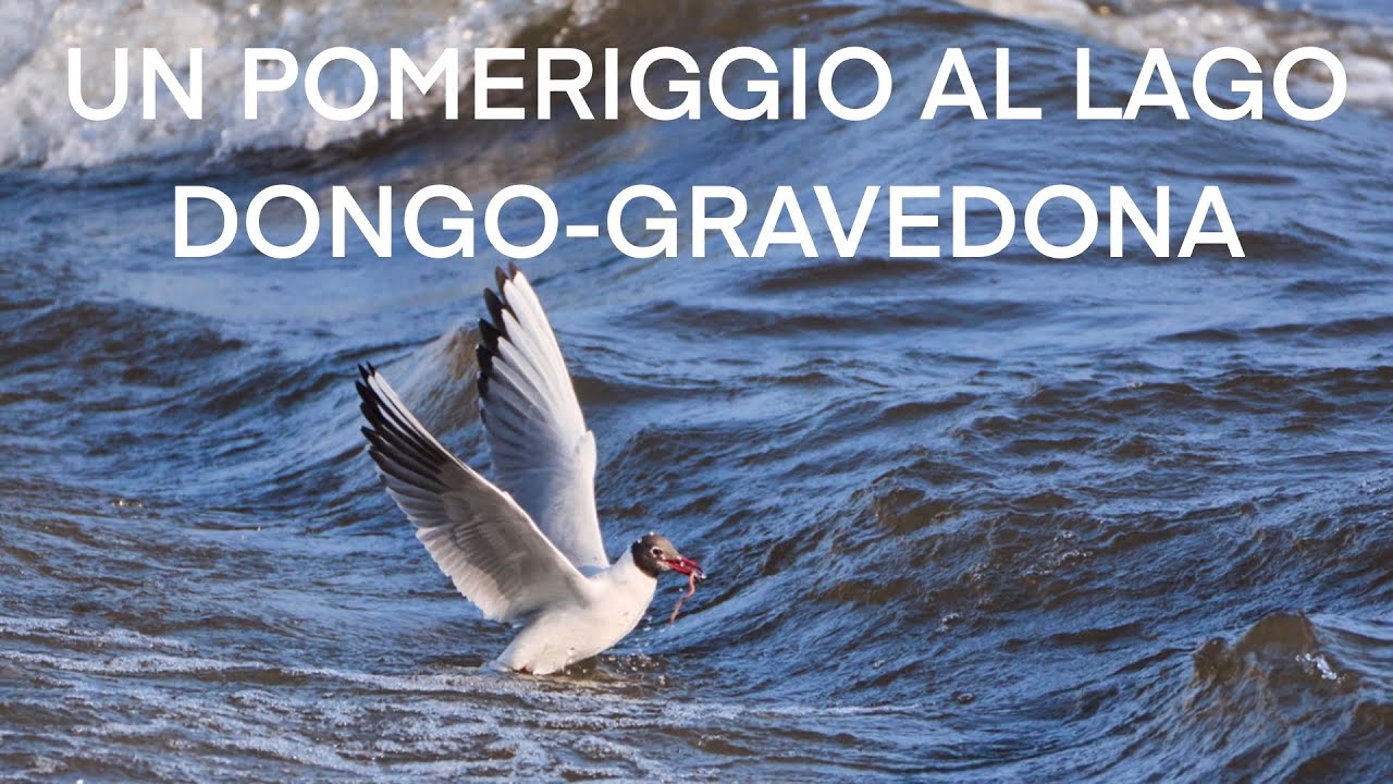 Un pomeriggio di foto al Lago tra Dongo e Gravedona. Gabbiani e Sony a6700 - YouTube