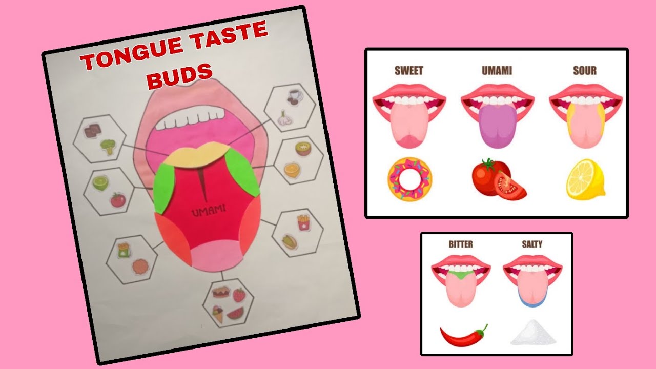 Tongue taste buds project drawing | tongue taste drawing | our senses ...