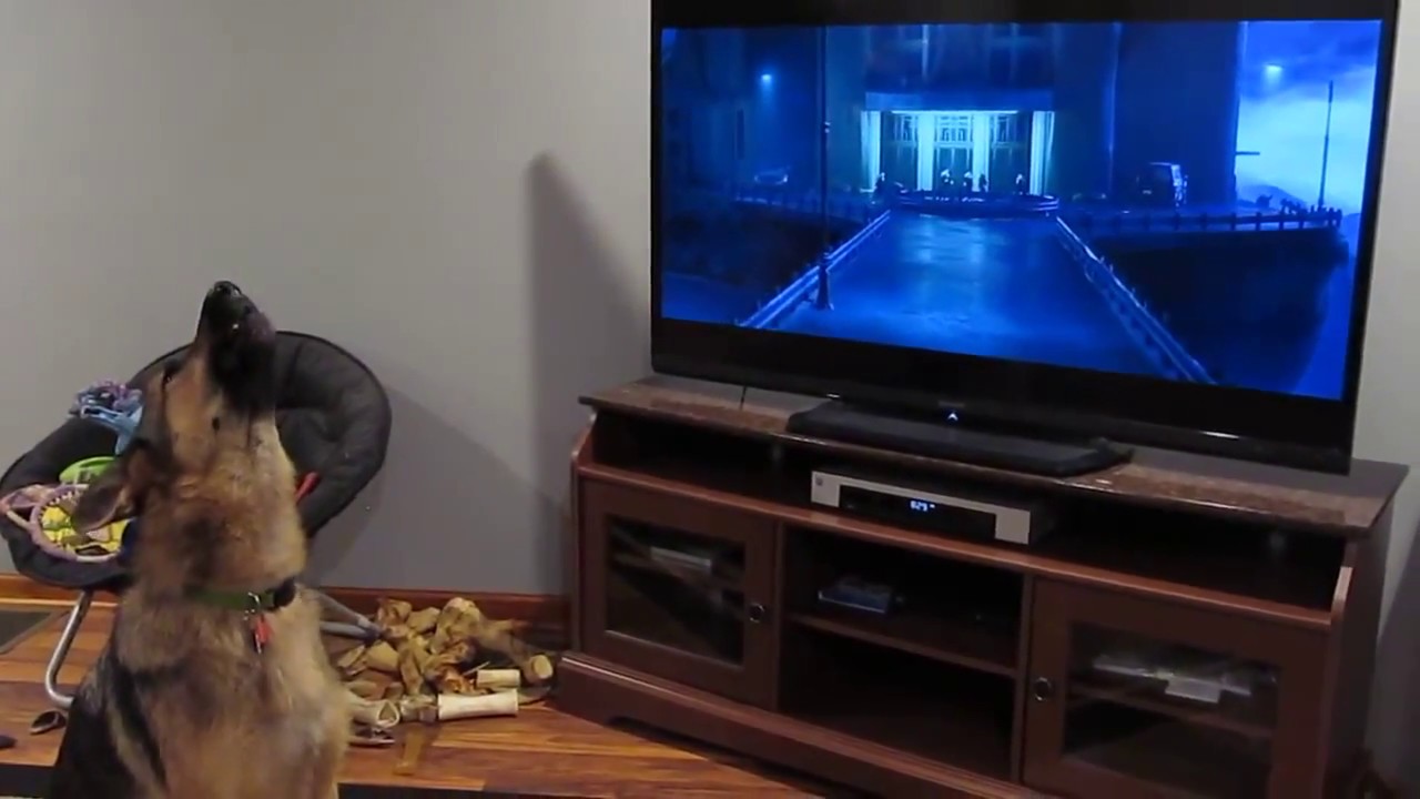 German shepherd howling with wolves from Zootopia♥ 2 - YouTube