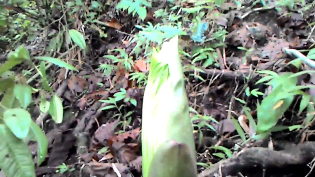 Menelusuri hutan alam indonesia.dan mengenal berbagai jenis bunga ...