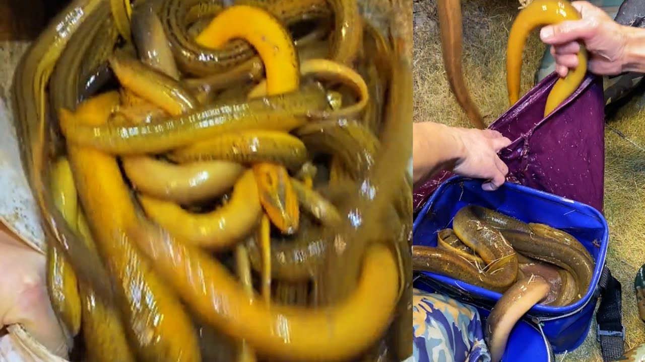 Night Life | Eel fishing Eel hunting daily life#557 - YouTube