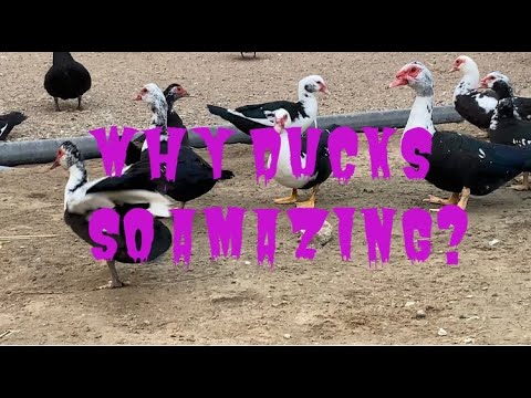 WHY DUCKS SO AMAZING / GO..GO..DUCKLING! - YouTube