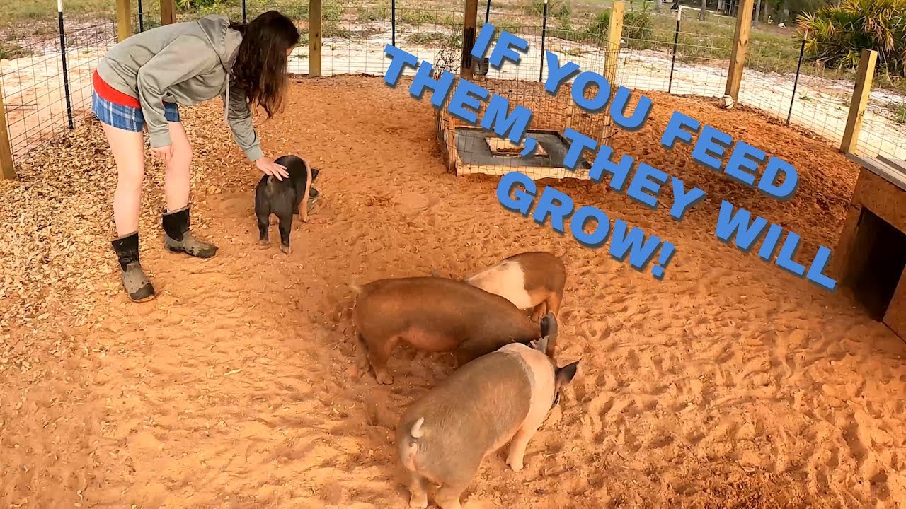 If You Want That Meat, Your Pigs Gotta Eat! Cleaning up the new feeder ...