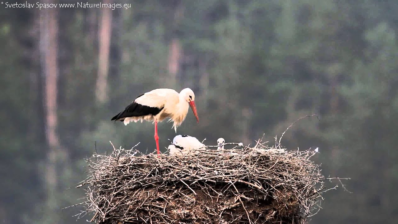 Бял щъркел (Ciconia ciconia) White Stork MVI 9740 1 - YouTube