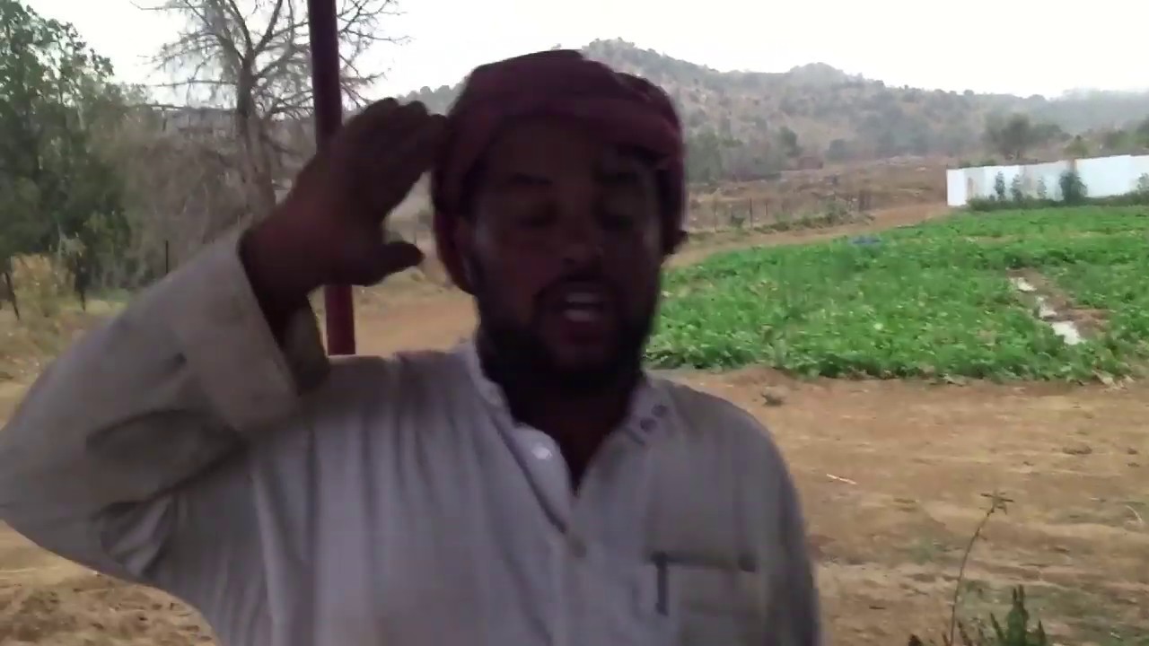 بداية مذْرا أو زراعة الحنطة والشعير عندنا في الديرة ١٤٤١ Youtube