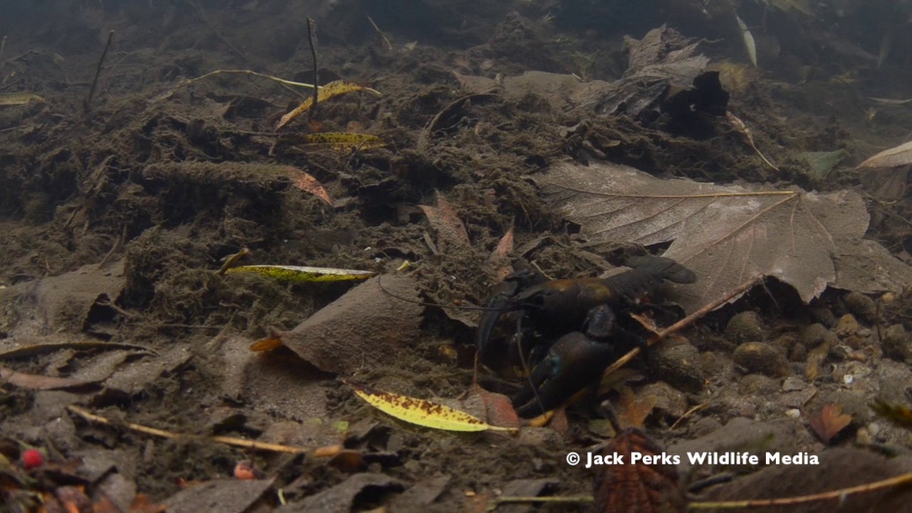 Signal Crayfish in the River Trent - YouTube