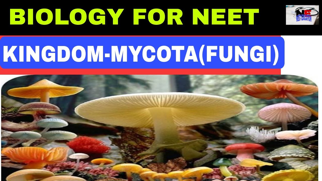 NEET EDUCATION||KINGDOM-MYCOTA (FUNGI)||BIOLOGY FOR NEET EXAM AND ALL ...