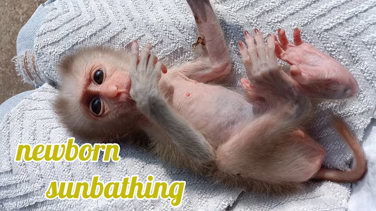 Baby monkey Zim basking in the morning sun | Monkey Zim - YouTube