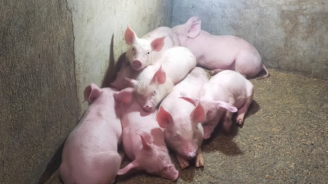 Another batch 8 heads piglet for fattening #backyardhograiser #piggery ...
