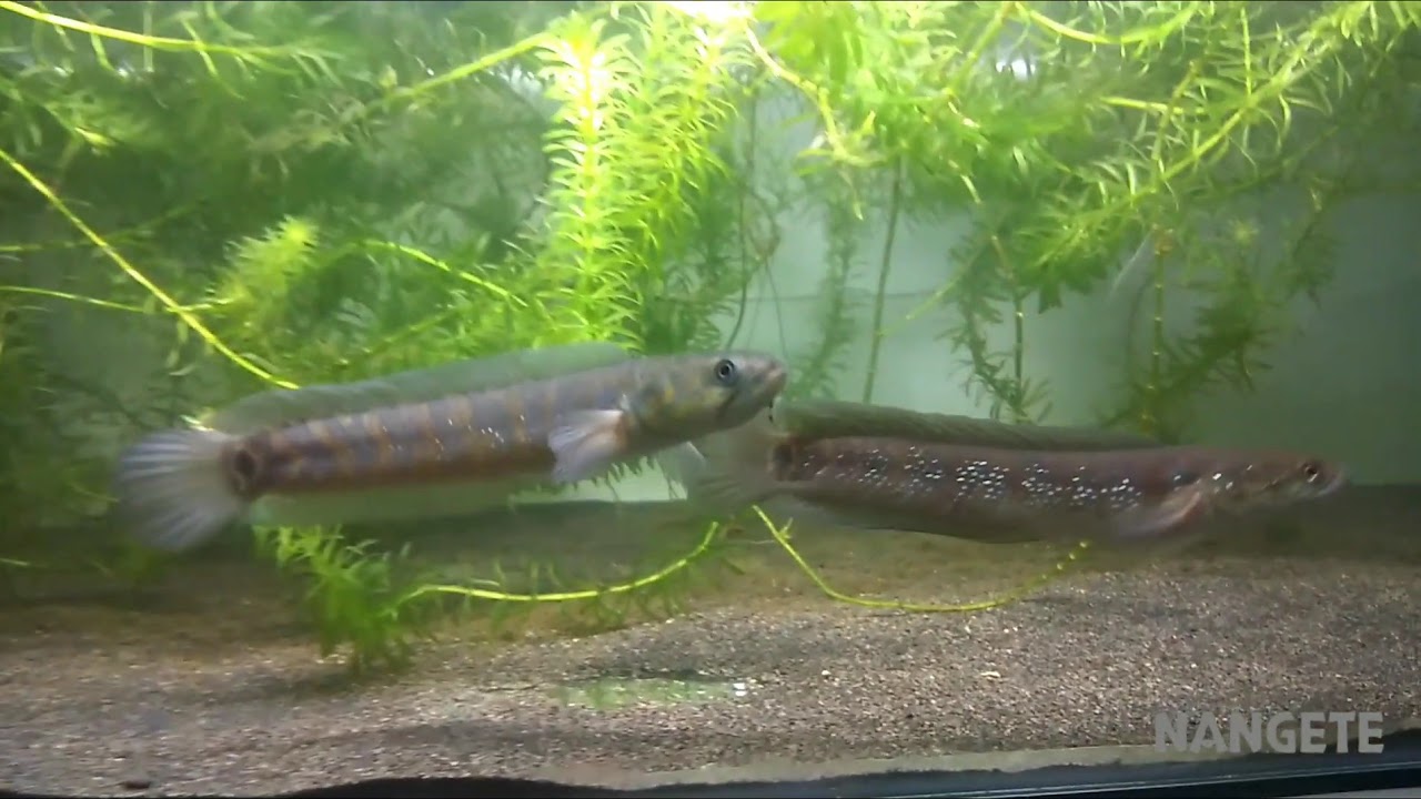 PAIR CHANNA ASIATICA RS (RED STRIPE) - YouTube