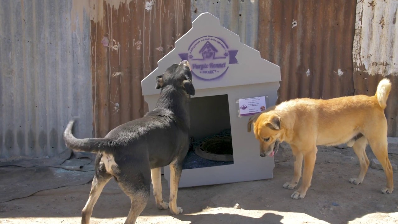 Township Dogs Blessed With Their Own Little Homes! - YouTube