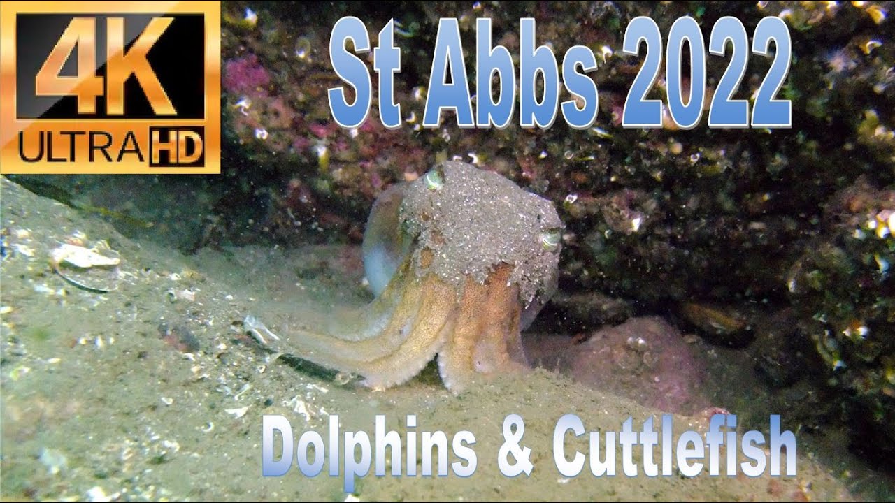 St Abbs 2022 (Dolphins and Cuttlefish), Instant Divers, St Abbs Diving ...