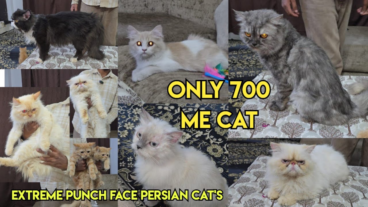 extreme punch face Persian cat's | Persian kittens available in ...
