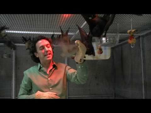 Bat Zone Tour with Rob Mies - YouTube