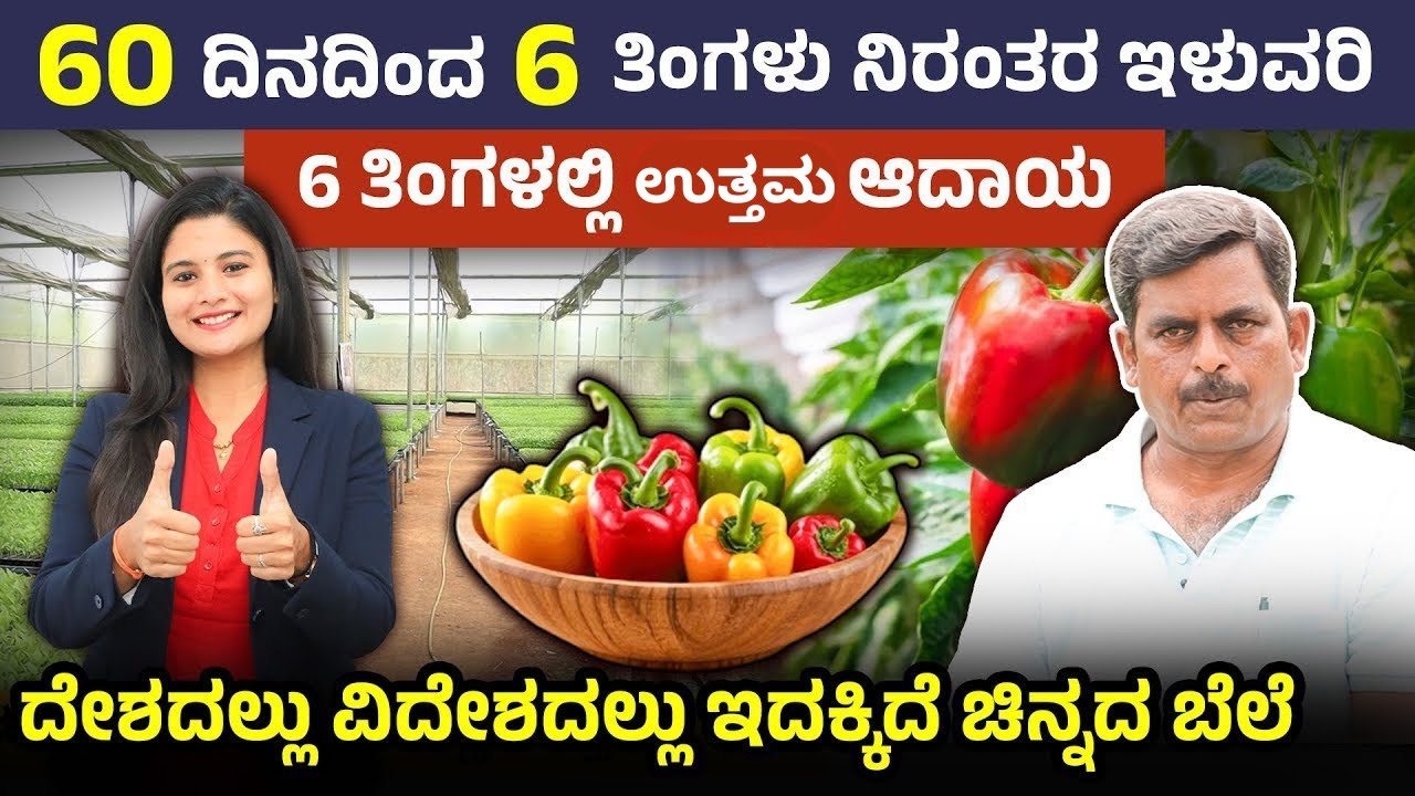 Color Capsicum Farming: 60 ದಿನದಲ್ಲಿ ಇಳುವರಿ ಮತ್ತು ಆದಾಯದ ಸಾಮರ್ಥ್ಯ - YouTube