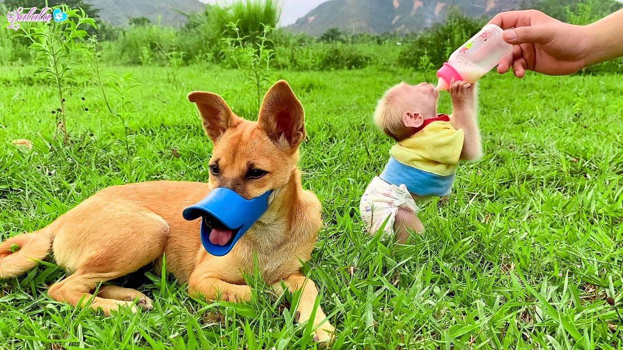 Baby monkey LaLa, rabbit and Oni dog run and play in the grassland ...