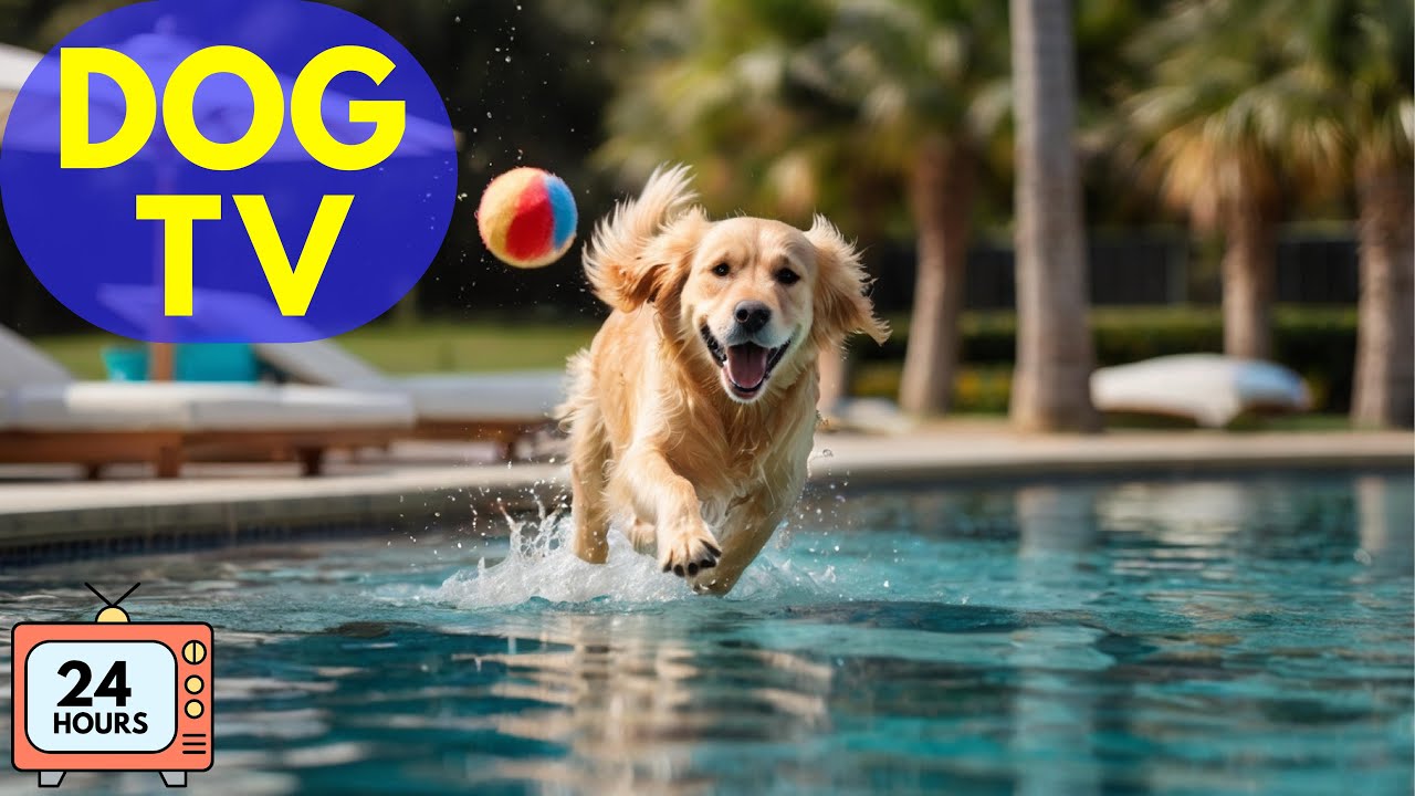 DOG TV: Best Music & Videos for Dogs - 24 Hours of Fun & Relaxation ...