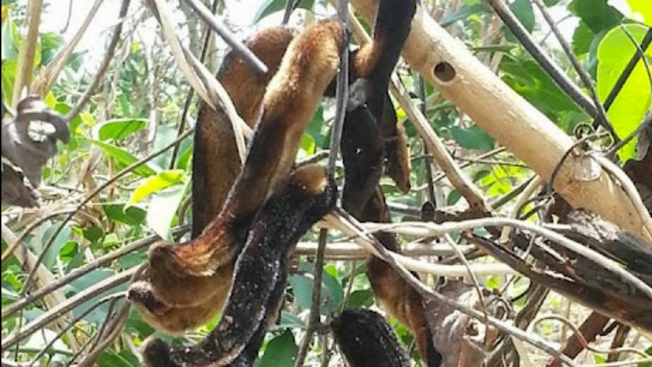 UPUPU UNAVYOLIWA NA NAMNA UNAVYOPIKWA USILETE MADHARA KWA MLAJI - YouTube