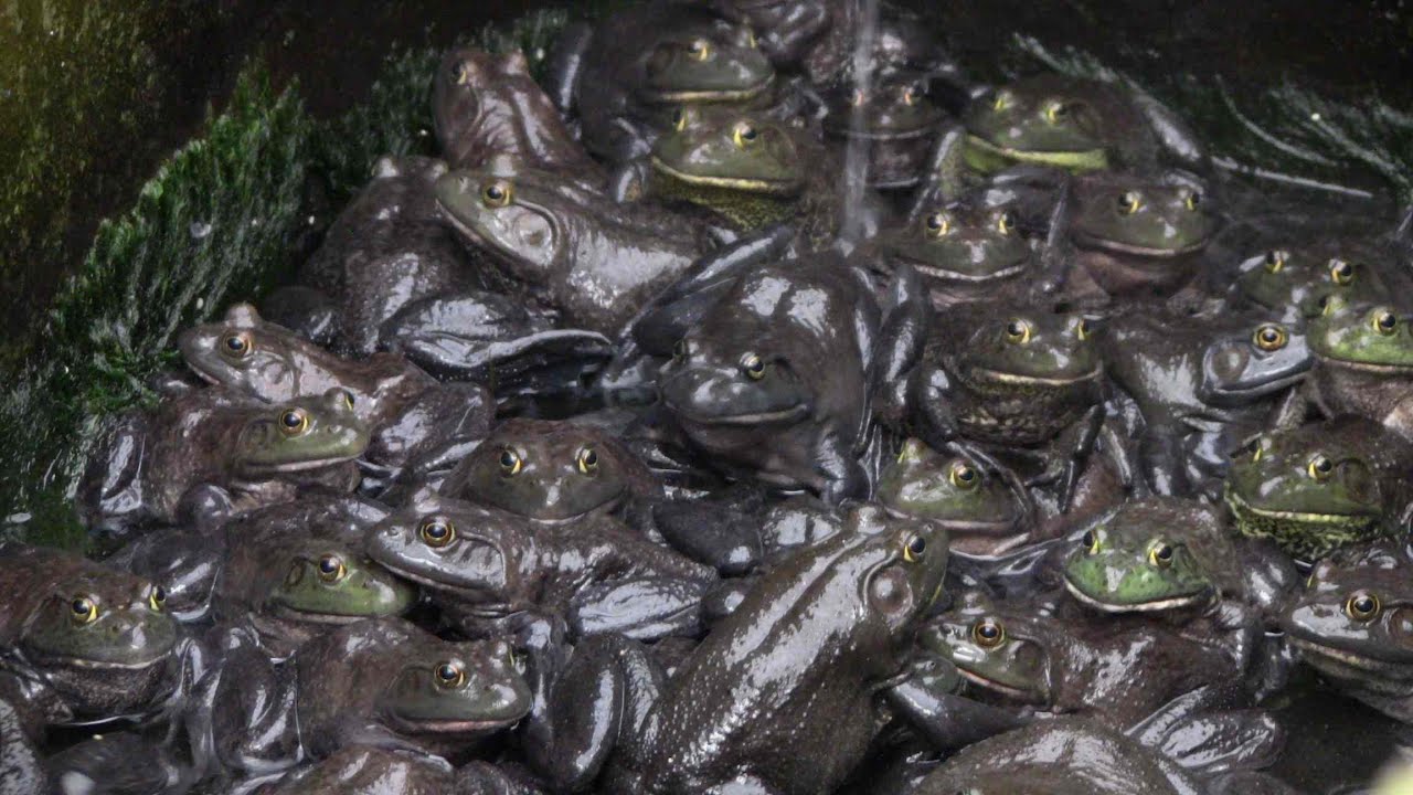 Too Many Frogs!! (Plague #2) - YouTube