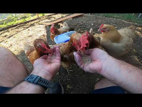 More holes digging in the chickens and rabbits coop - YouTube